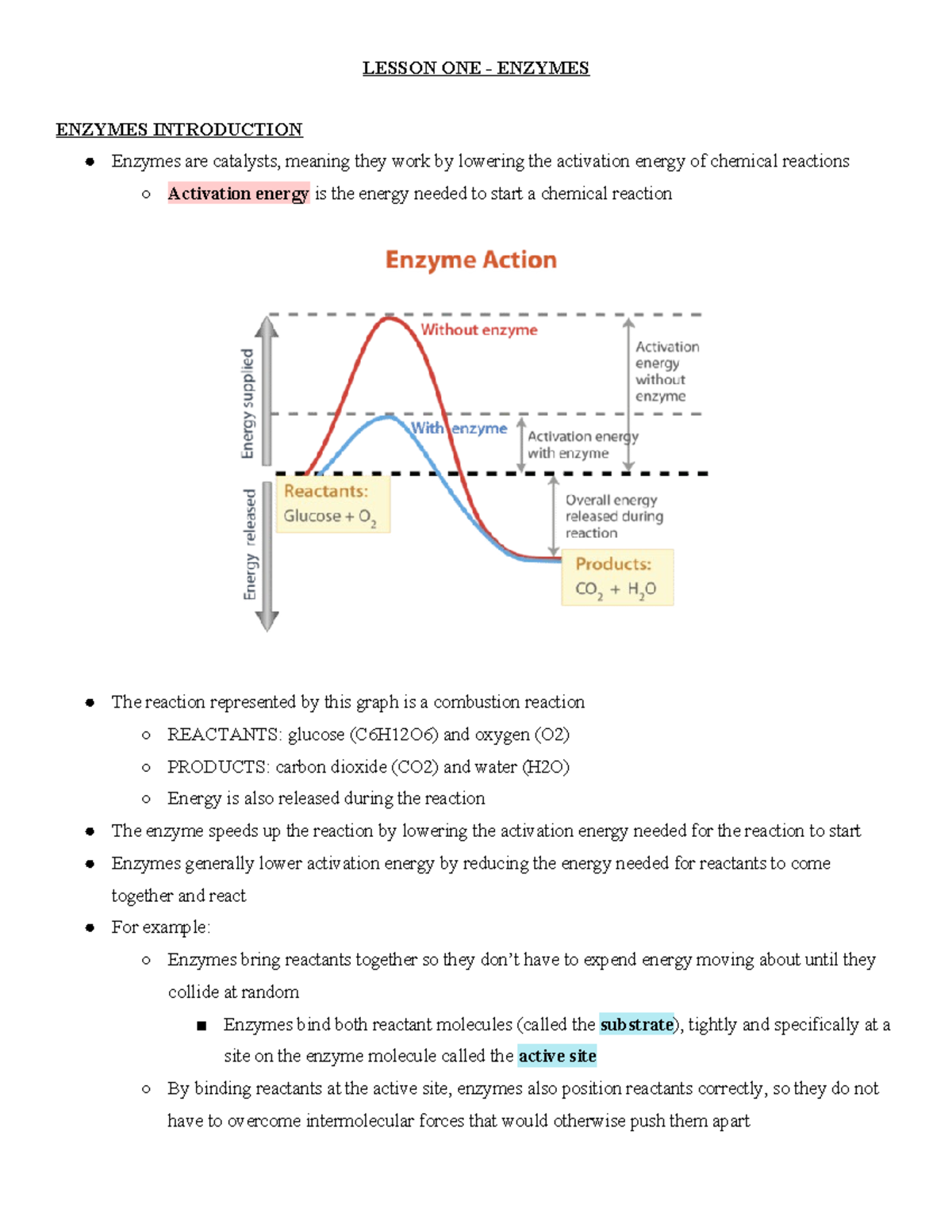 Enzymes Notes - Alberta (BIO 20) - LESSON ONE - ENZYMES ENZYMES ...