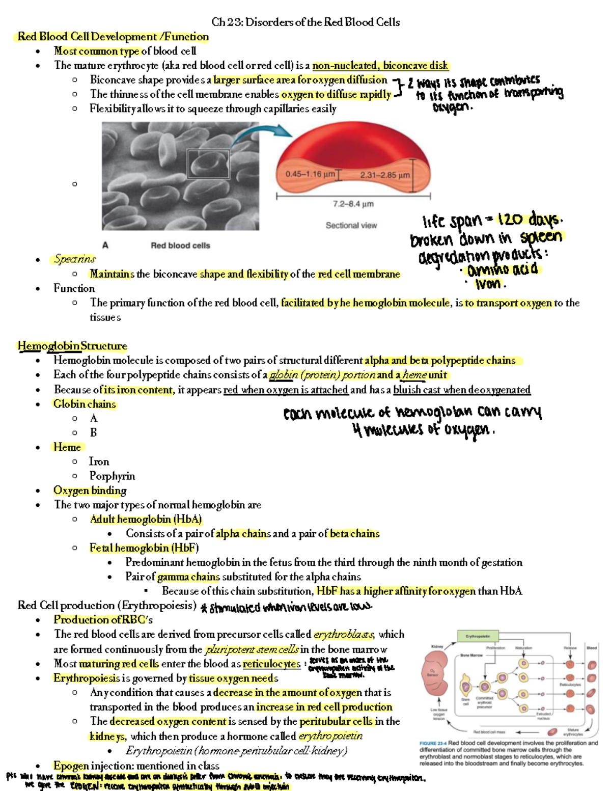 B12, Iron, Transfusion - Ch 23: Disorders of the Red Blood Cells Red ...