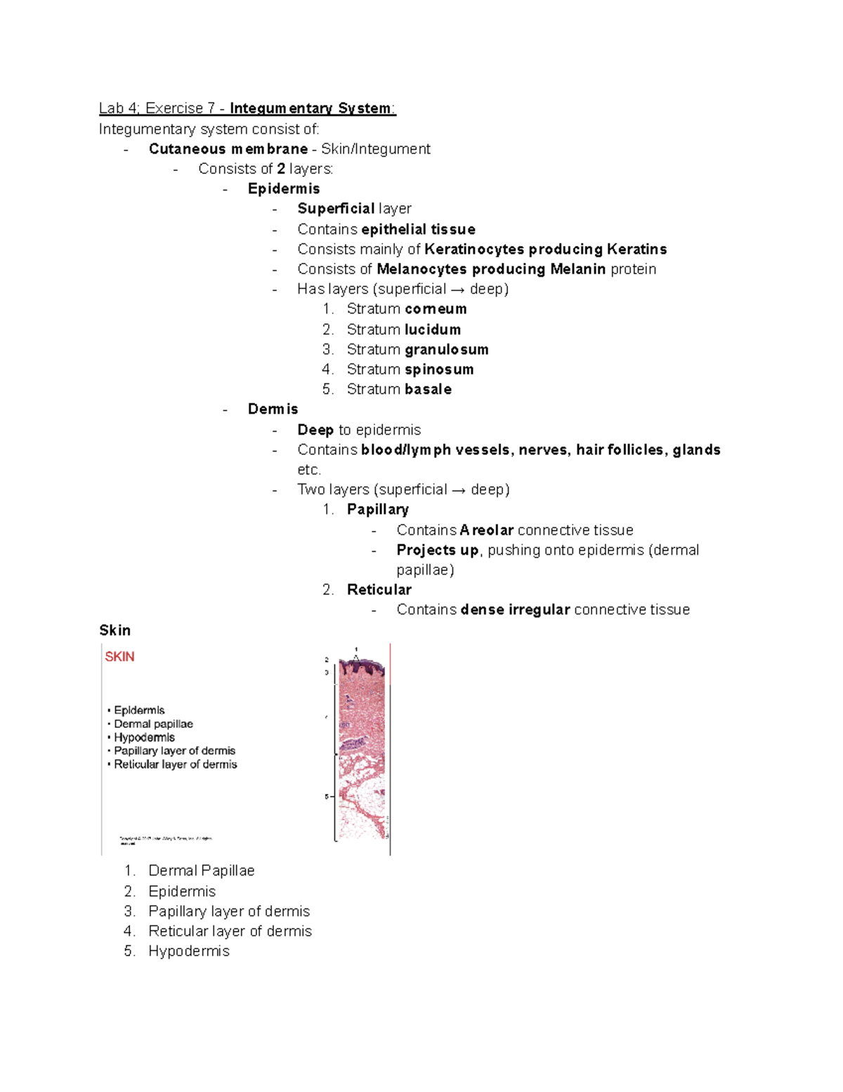 Anatomy and Physiology Lab 4 - Lab 4; Exercise 7 - Integumentary System ...