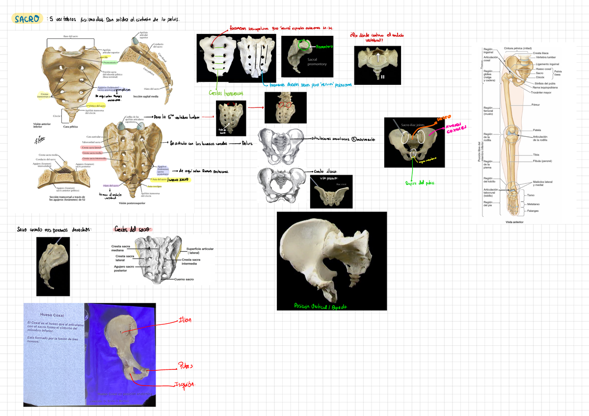 6. 🦴 y Art. Cinturón Cadera y Miembro Inferior - SACRO :S vertebras ...