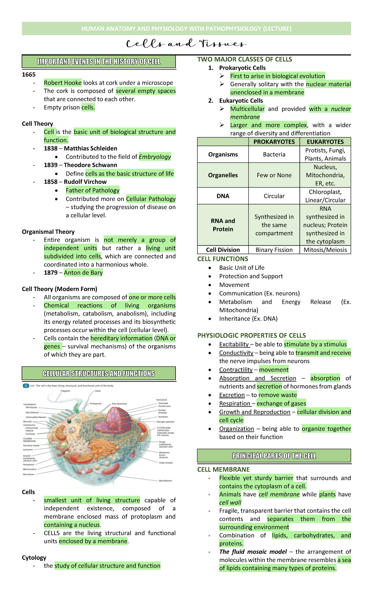 Lecture 2. Cells and Tissues - 1665 - Robert Hooke looks at cork under ...