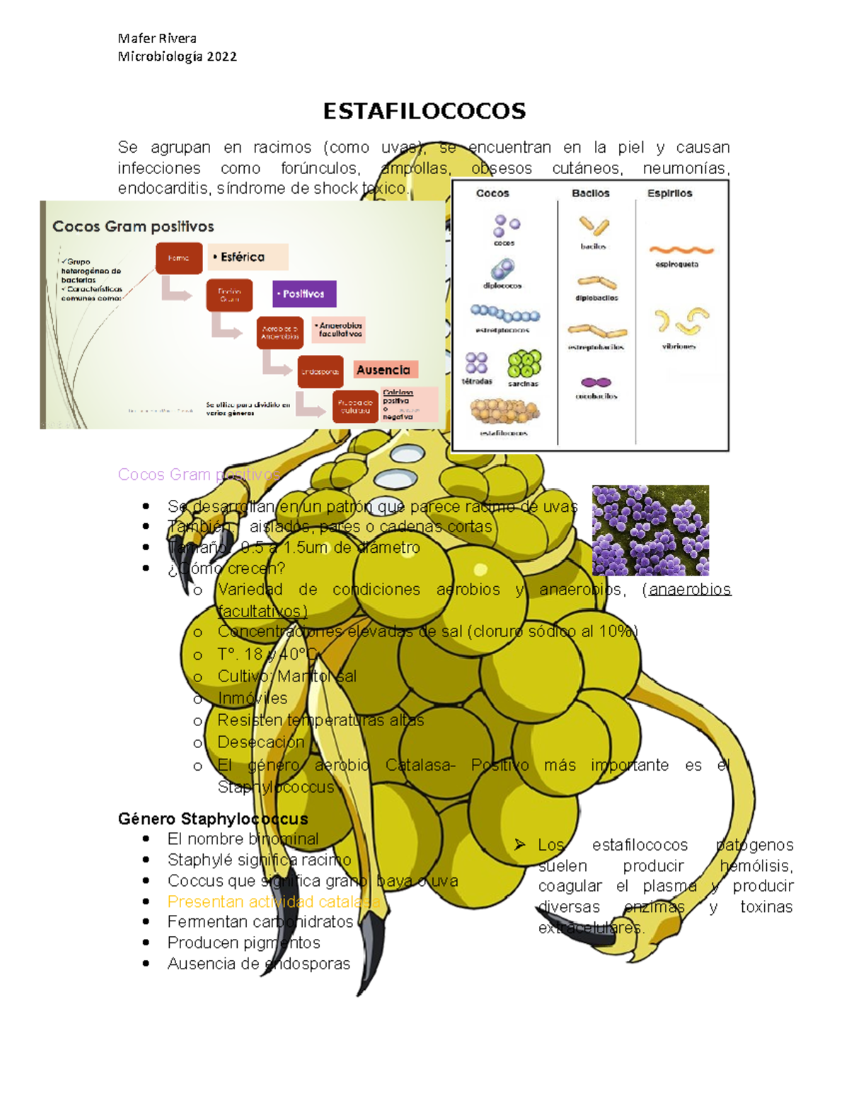 Estafilococos - Microbiología 2022 ESTAFILOCOCOS Se agrupan en racimos ...