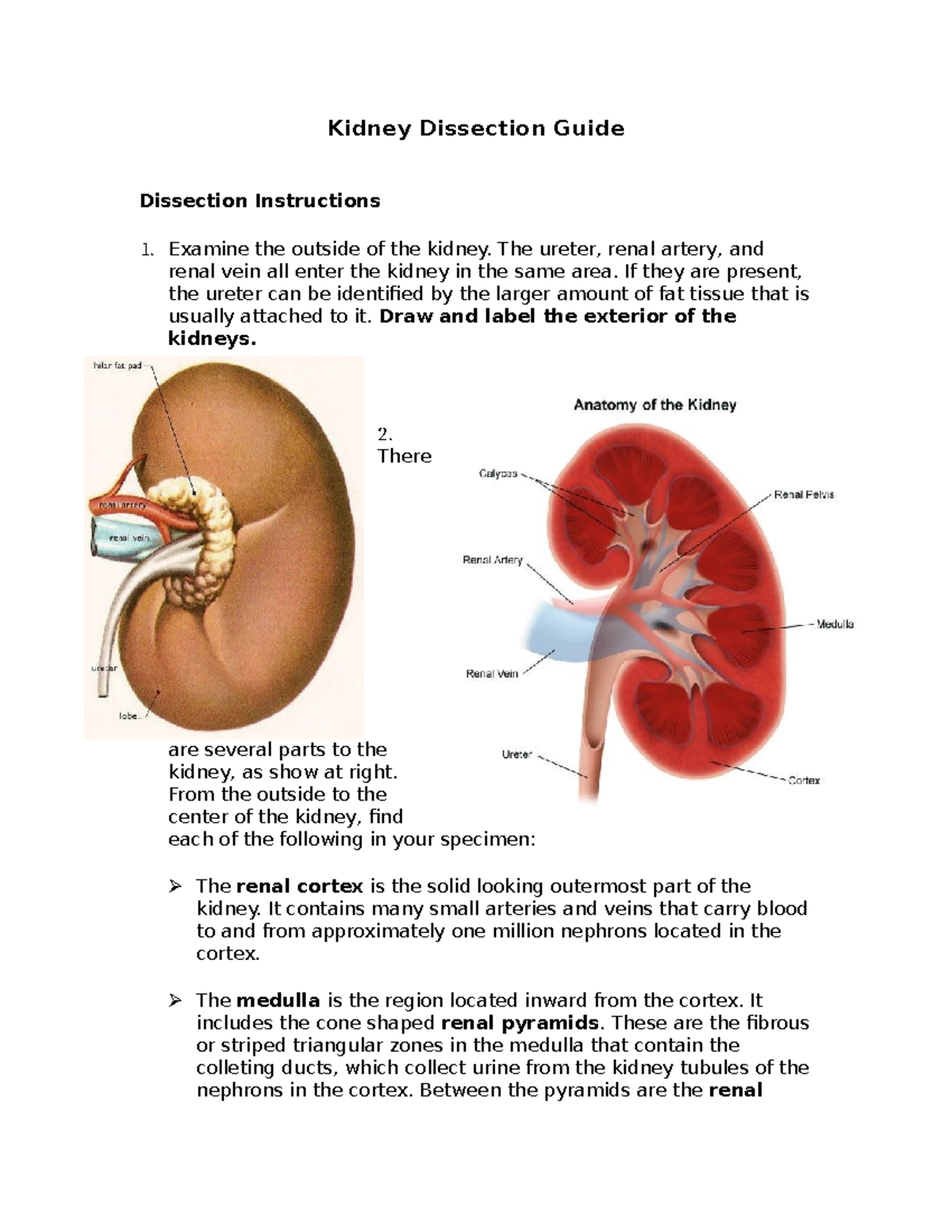 Kidney dissection 1 - Kidney Dissection Guide Dissection Instructions 1 ...