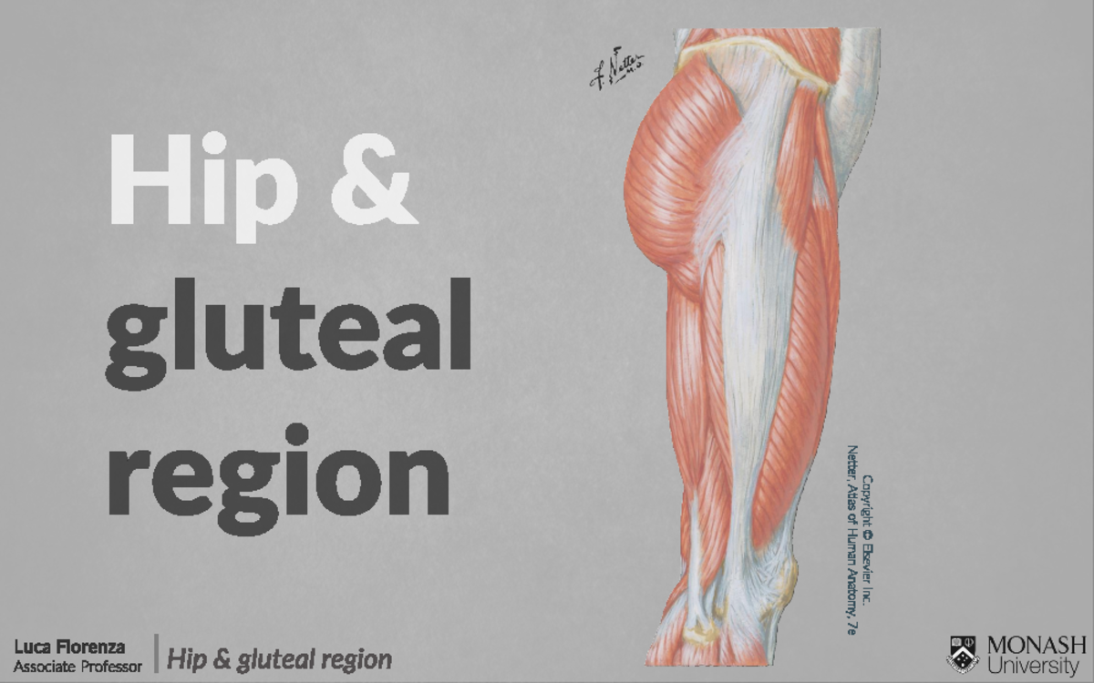 Lect. 21 - Hip gluteal region [Power Point slides] - BMS2011 - Studocu