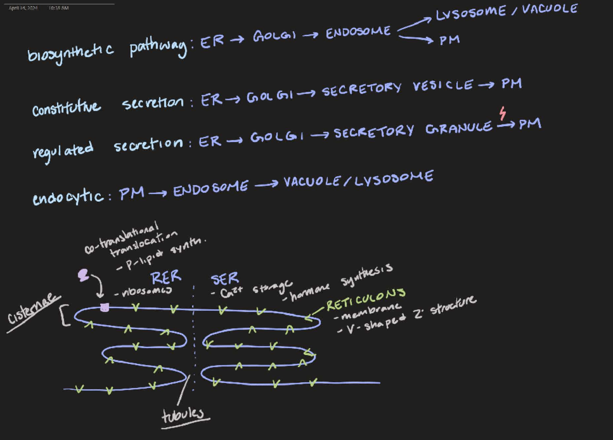 Note - some stuff on endo sys - April 14,2024 10:35 AM LVSOSOME VACUOLE biosynthetic pathway: ER ...