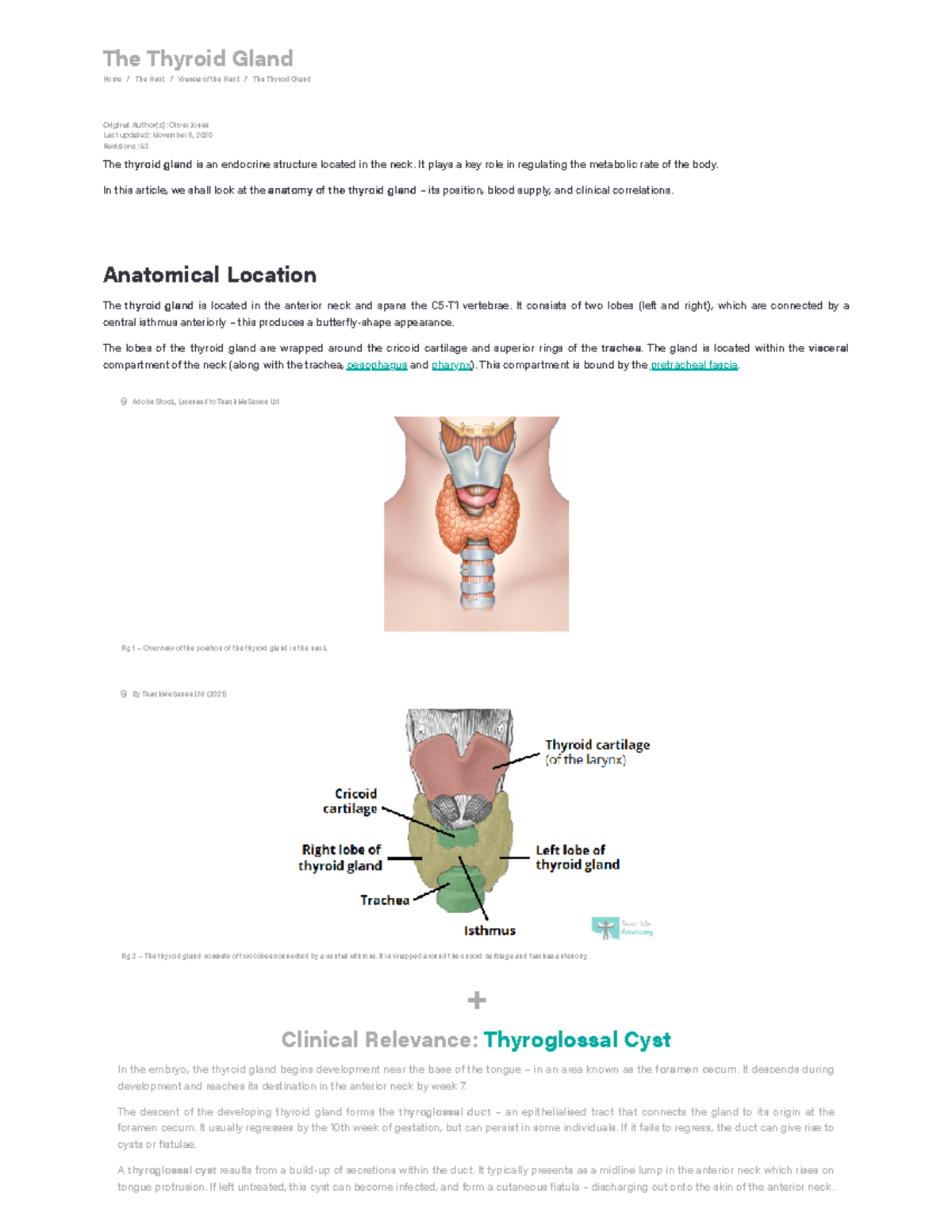 The Thyroid Gland - Location - Blood Supply - Teach Me Anatomy - The ...