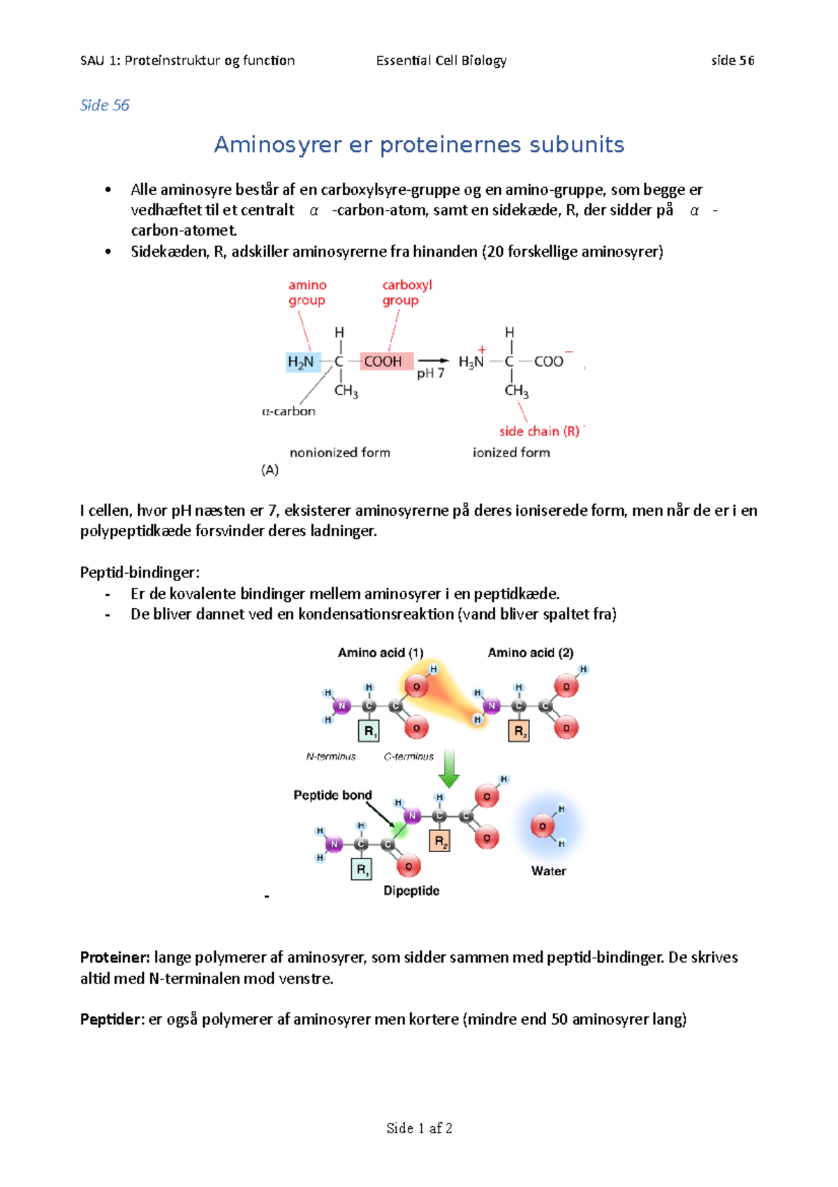 Aminosyrer - cellevæg - SAU 1: Proteinstruktur og function Essential ...