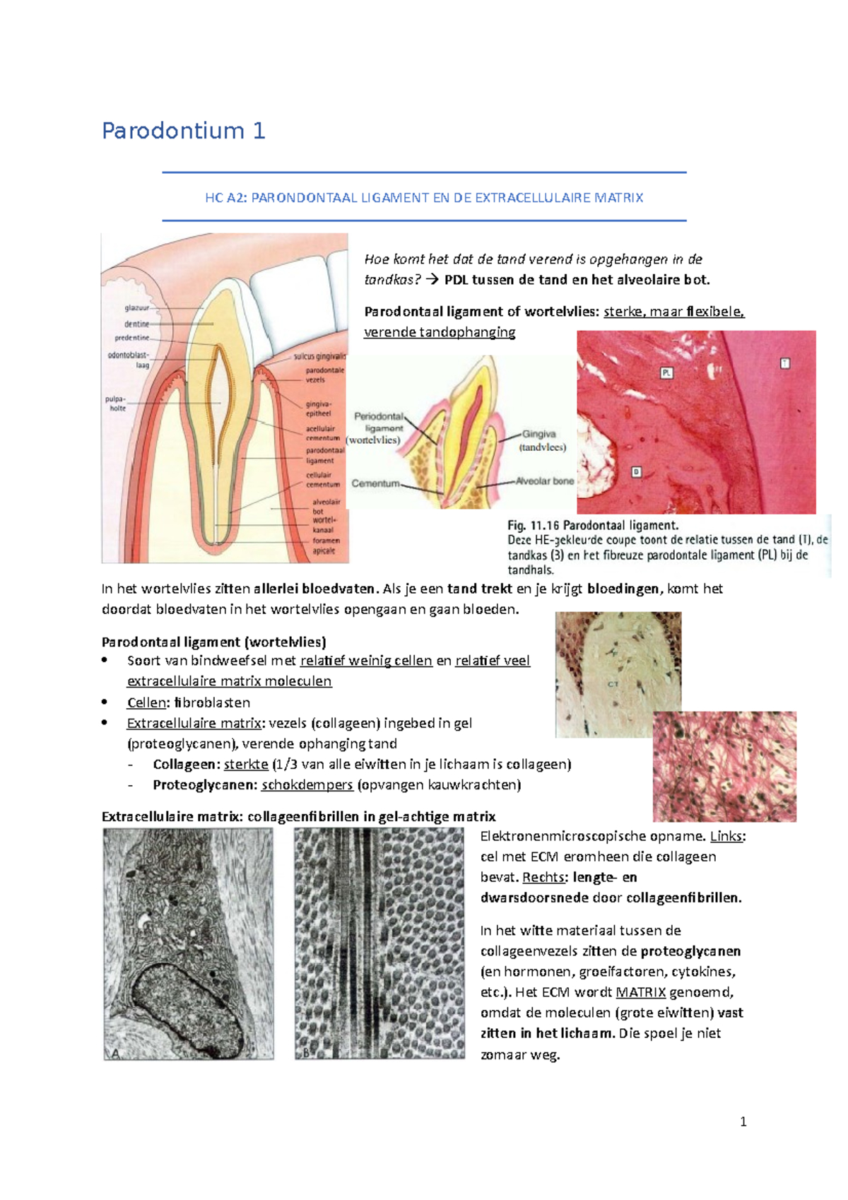 Parodontium 1 HC A2 - Hoorcollege 2 - Parodontium 1 HC A2: PARONDONTAAL ...