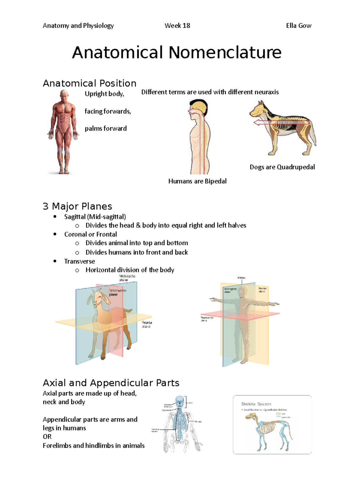 Anatomical Nomenclature - Anatomical Nomenclature Anatomical Position ...