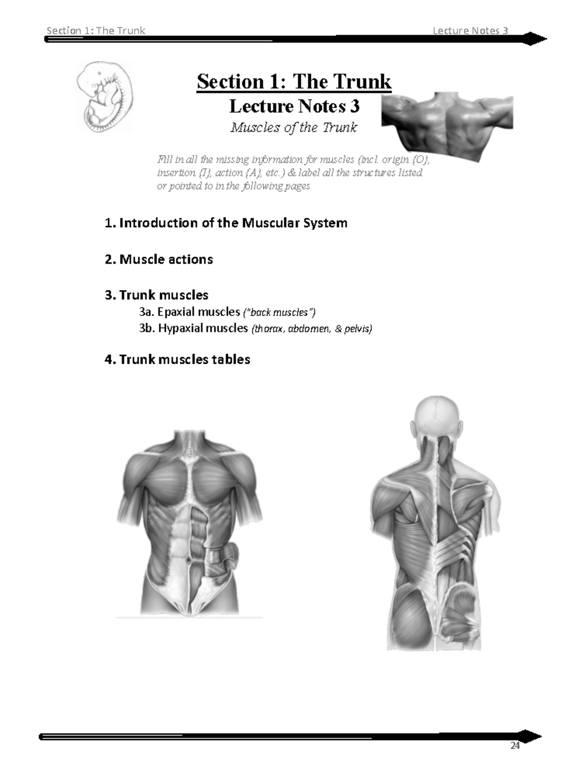 3- Lecture 3 - PDF NOTES - Section 1: The Trunk Lecture Notes 3 Muscles ... 3- Lecture 3 - PDF NOTES - Section 1: The Trunk Lecture Notes 3 Muscles ...