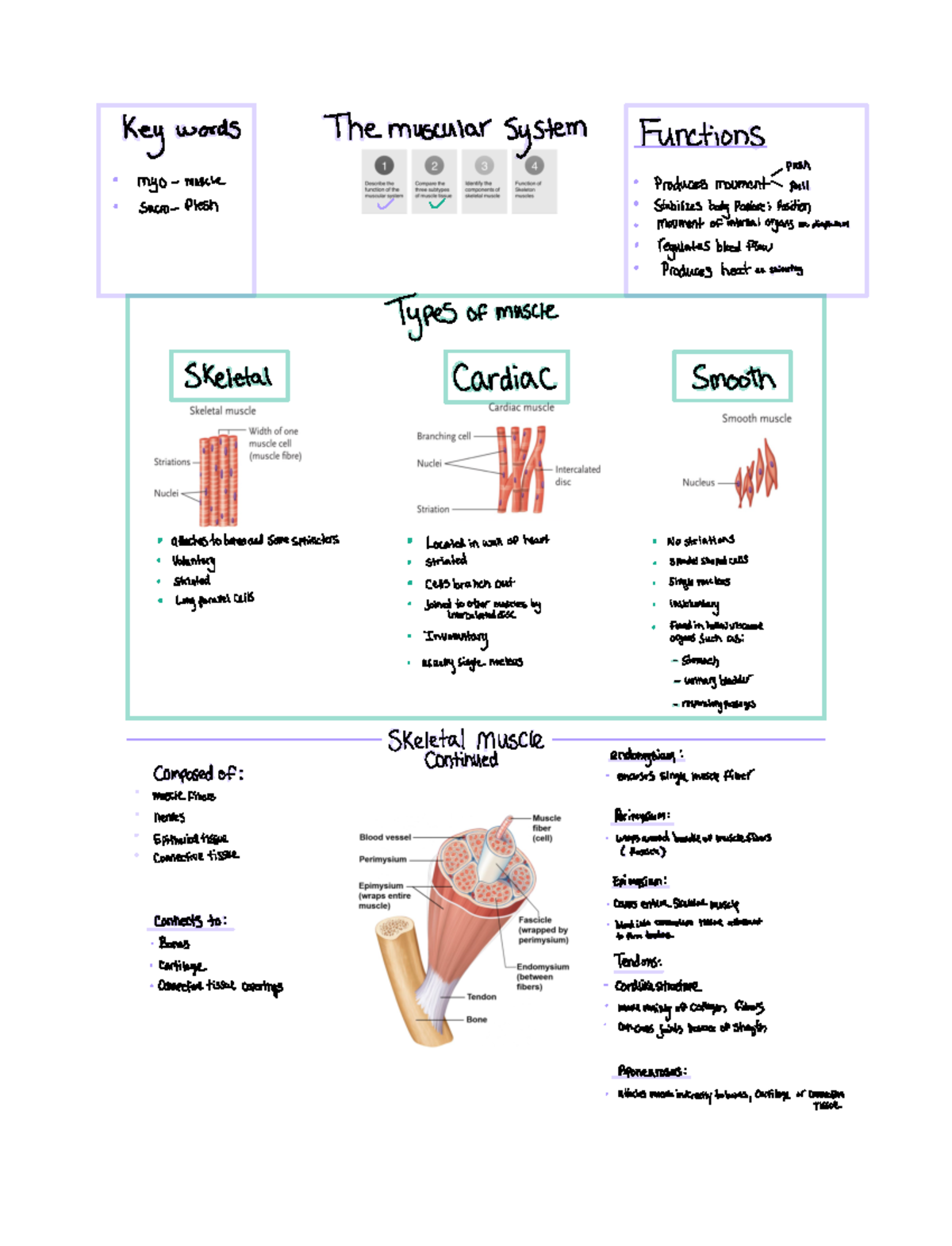 Microscopic muscle anatomy - The muscular system Functions ...