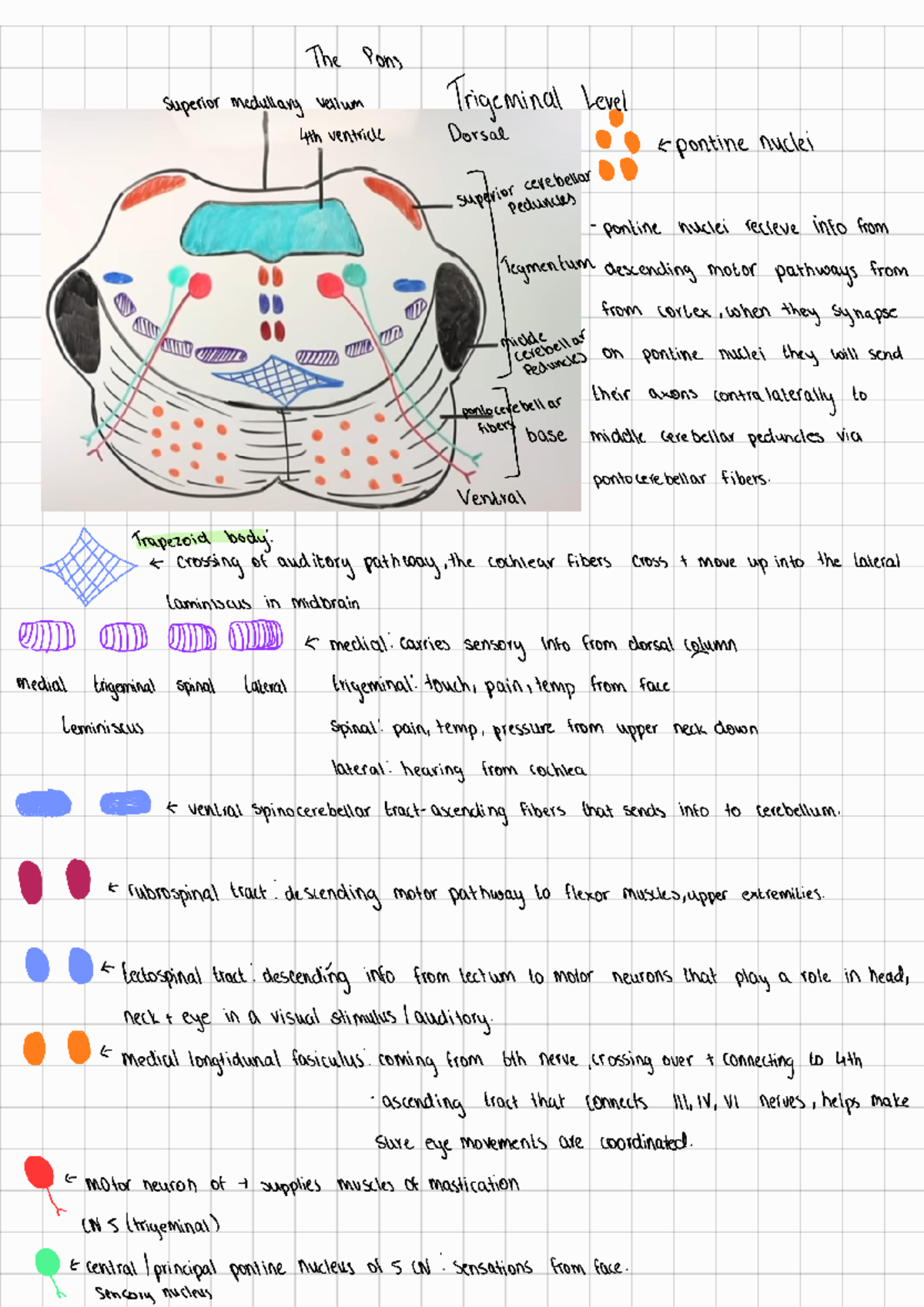 Pons 240410 180158 - Cns notes - The Pons Superior medullary vellum ...