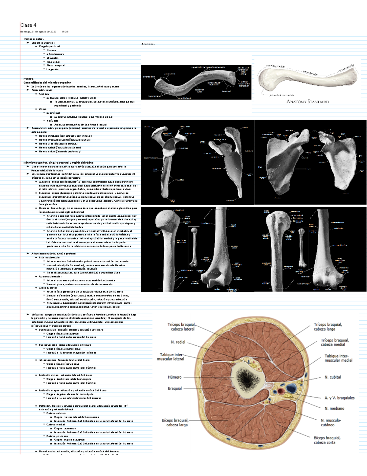 MMSS - miembro superior - Temas a tratar: Miembro superior Cíngulo ...