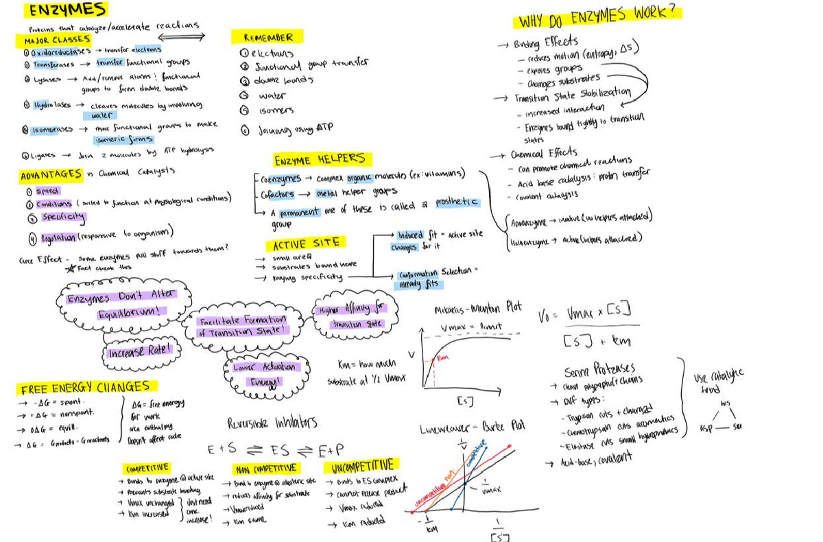 Enzymes quick review - Bmsc 200.3 - Studocu