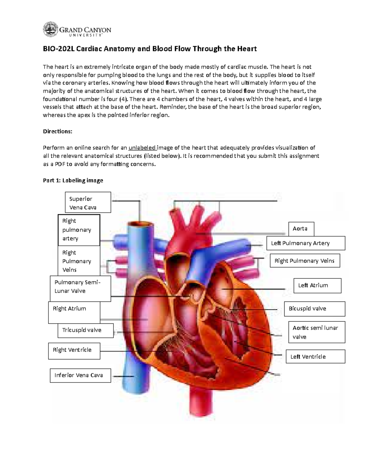 BIO 202L RS Activity 1Cardiac Anatomy And Blood Flow Onground - BIO ...