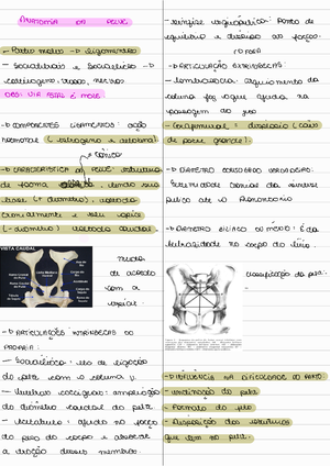 Ossos do membro superior - Escápula Ângulo superior \ inferior ...