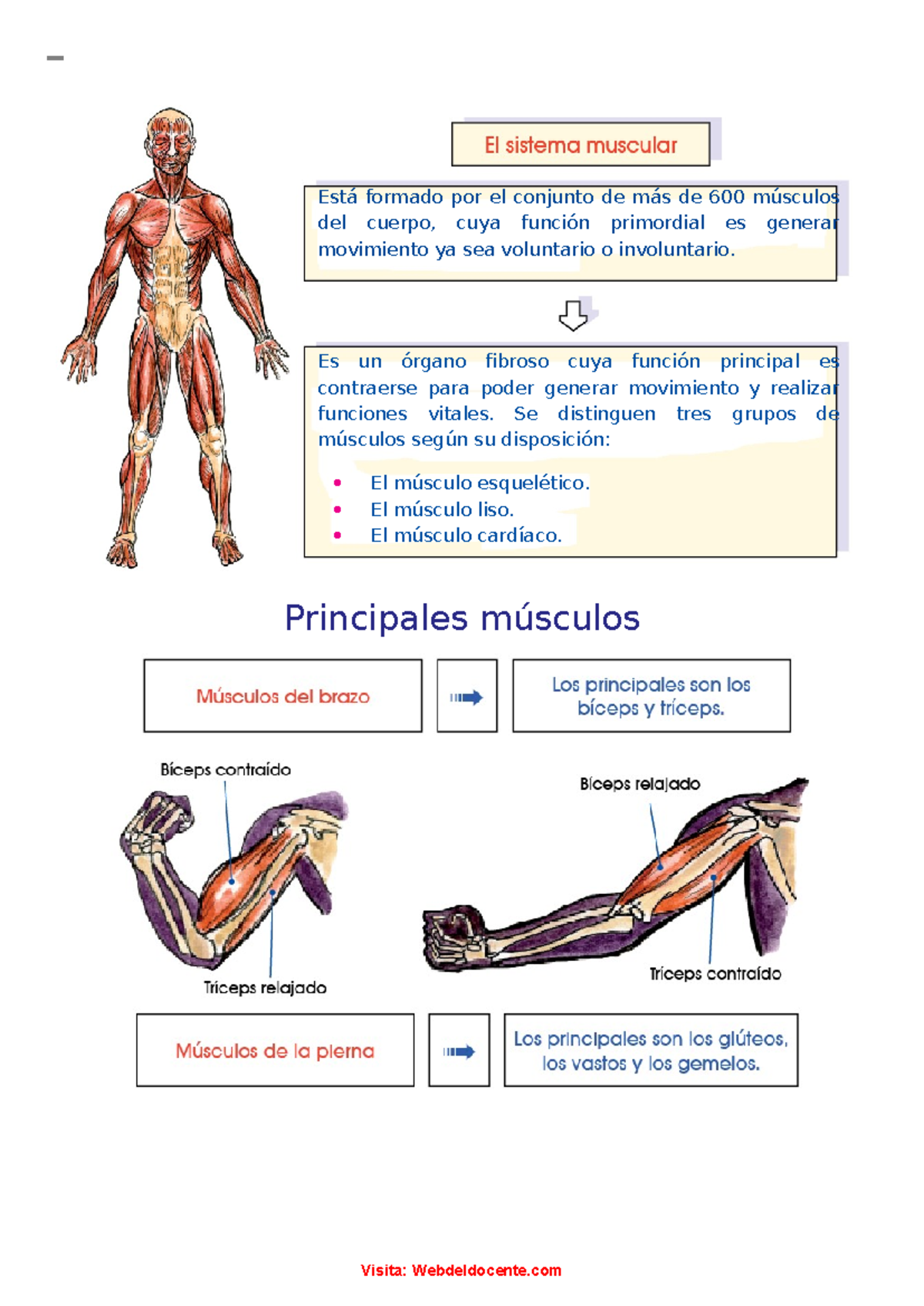 El Sistema Muscular para Niños para Segundo Grado de Primaria ...
