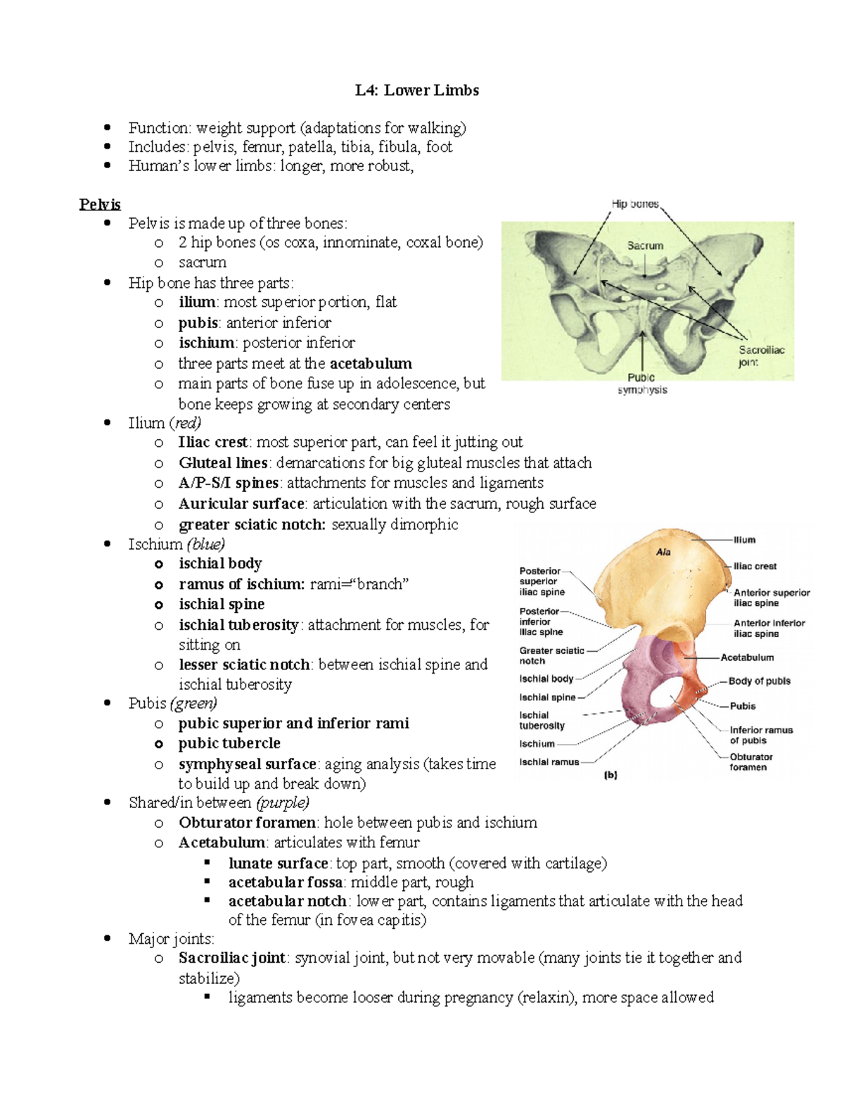 L4 Lower Limbs - Lecture notes 4 - L4: Lower Limbs Function: weight ...