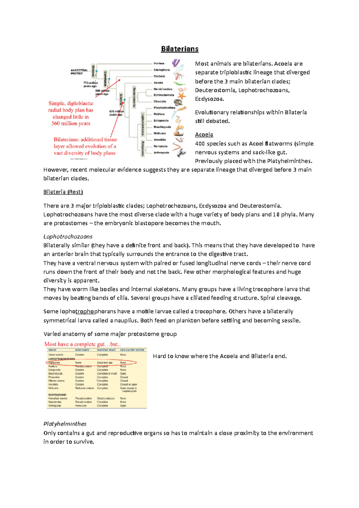 Bilaterians - Acoela are separate triploblastic lineage that diverged ...