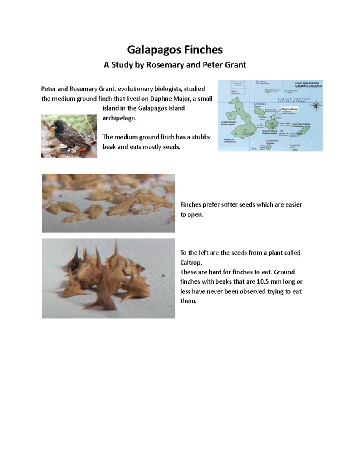 Kami Export - Finches CER - Galapagos Finches A Study by Rosemary and ...