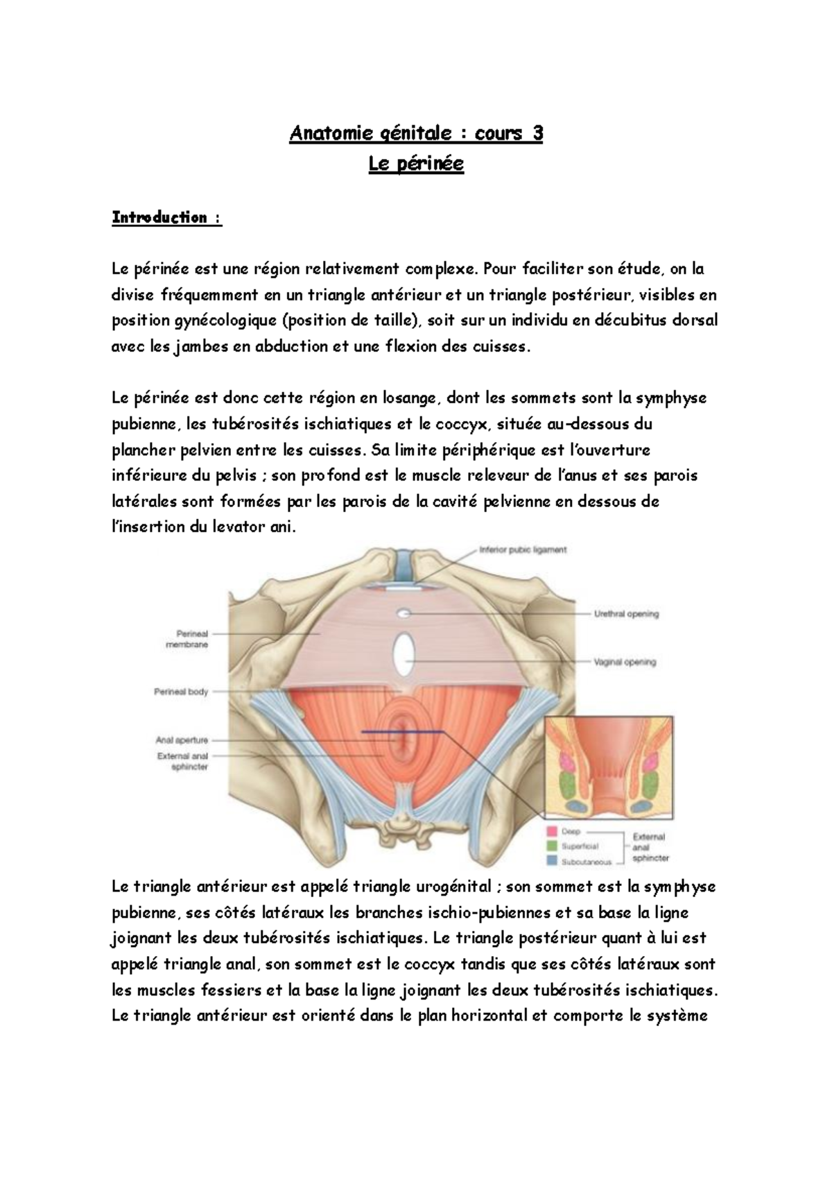 Anatomie génitale - Cours 3 - Anatomie Générale I - UNamur - Studocu