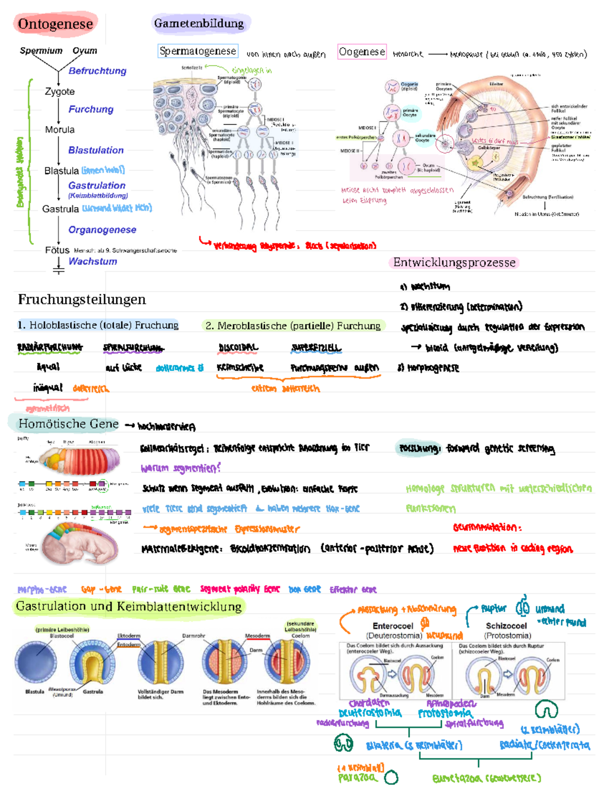Tiere Kompakt - Zusammenfassung des Tierteils - Bau und Funktion der ...