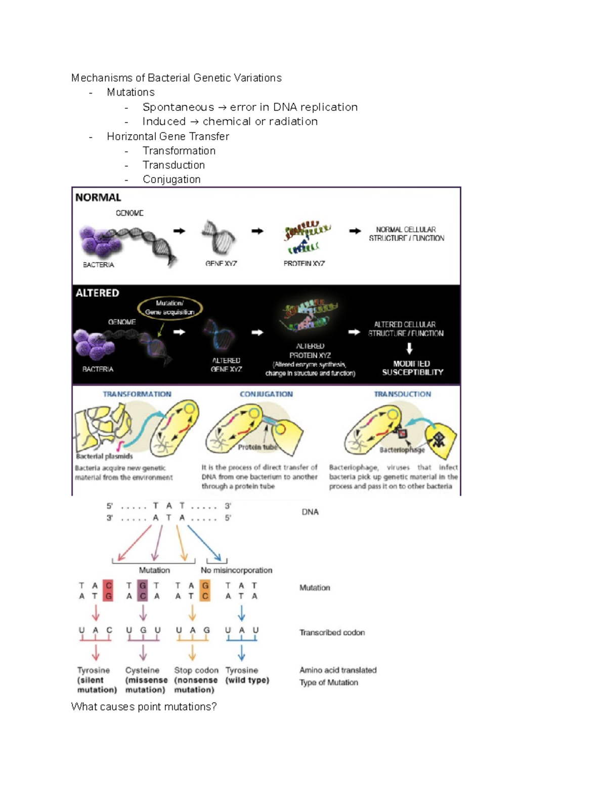 Mechanism of Bacteria Diversity - Mechanisms of Bacterial Genetic ...