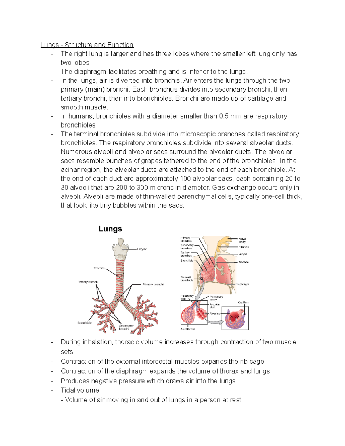Bio Exam review unit 2 part 3 - Lungs - Structure and Function - The ...