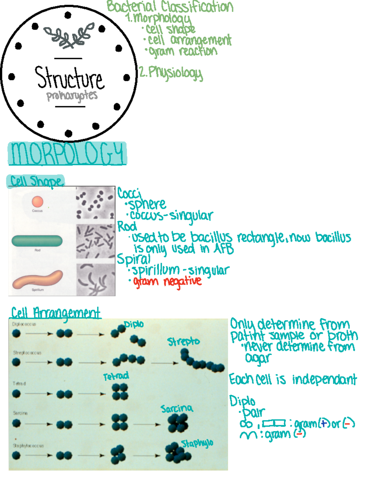 Basic Structure of Microorganisms - BacterialClassification 1Morphology ...