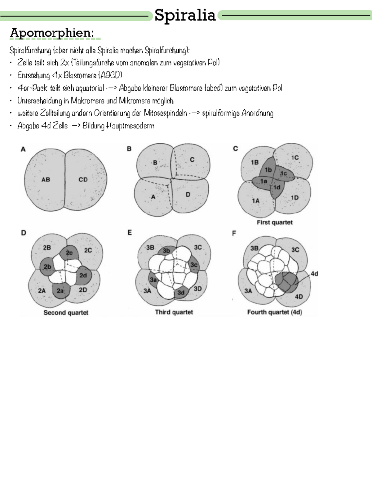 Spiralia - Zusammenfassung Spezielle Zoologie - Spiralia Apomorphien ...