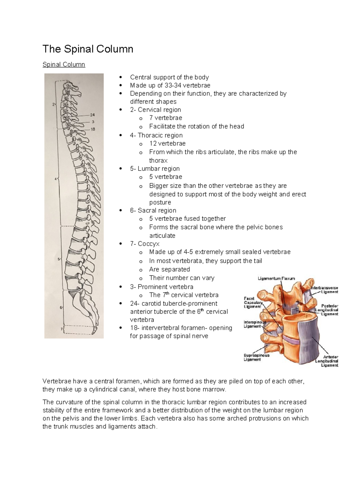 Anatomy Notes - The Spinal Column Spinal Column Central support of the ...