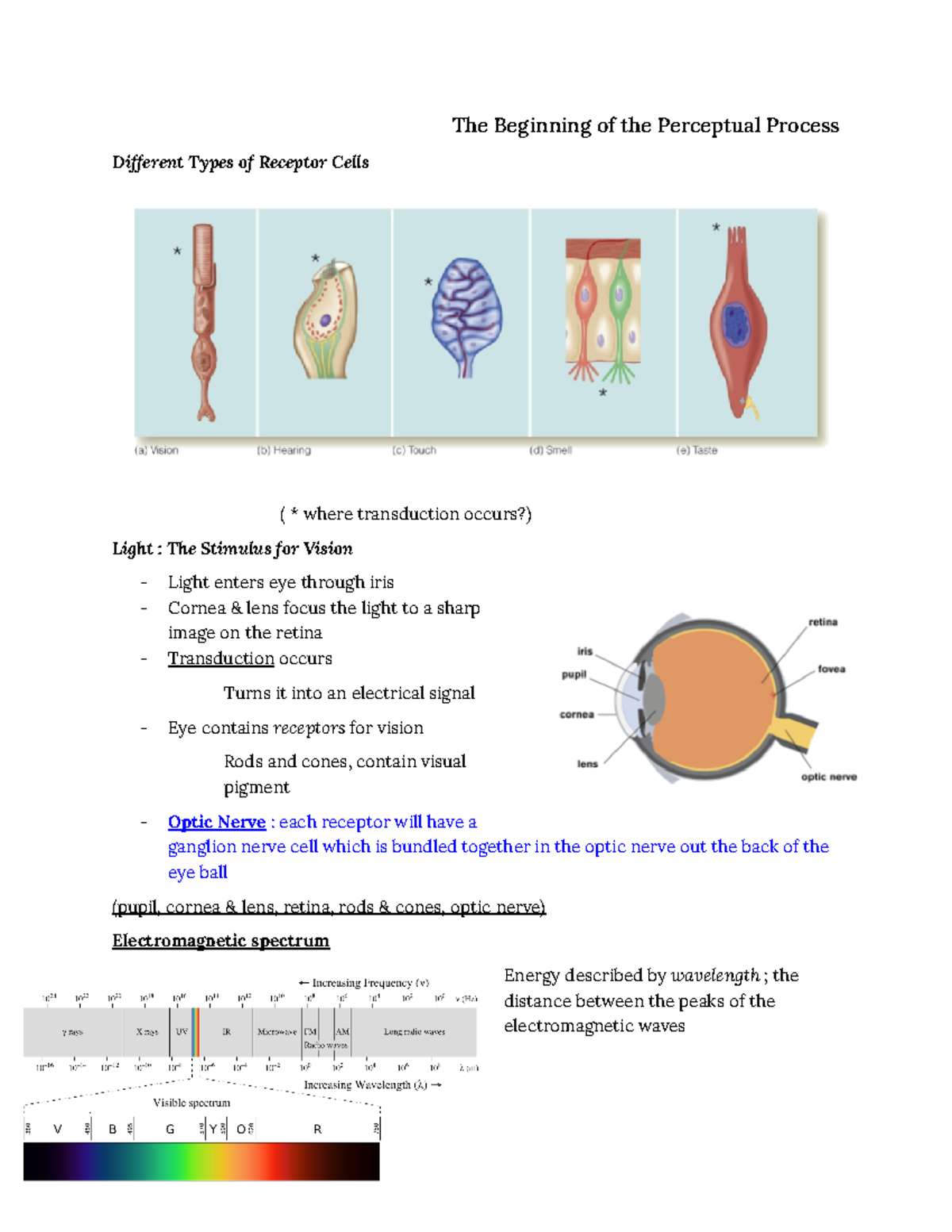 The Beginning of the Perceptual Process Chapter 2 - The Beginning of ...