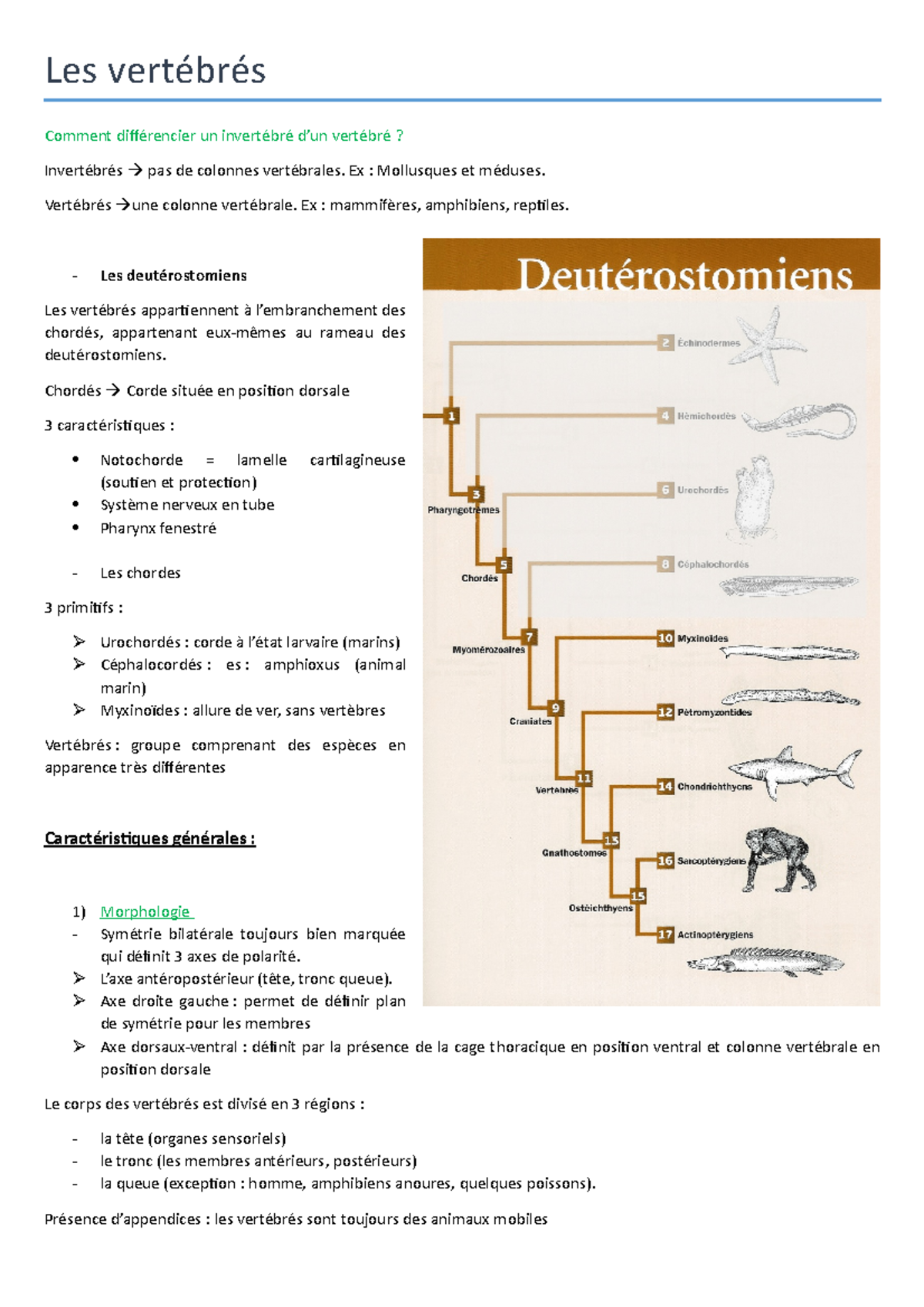 2 vertébrés généralités - Les vertébrés Comment différencier un ...