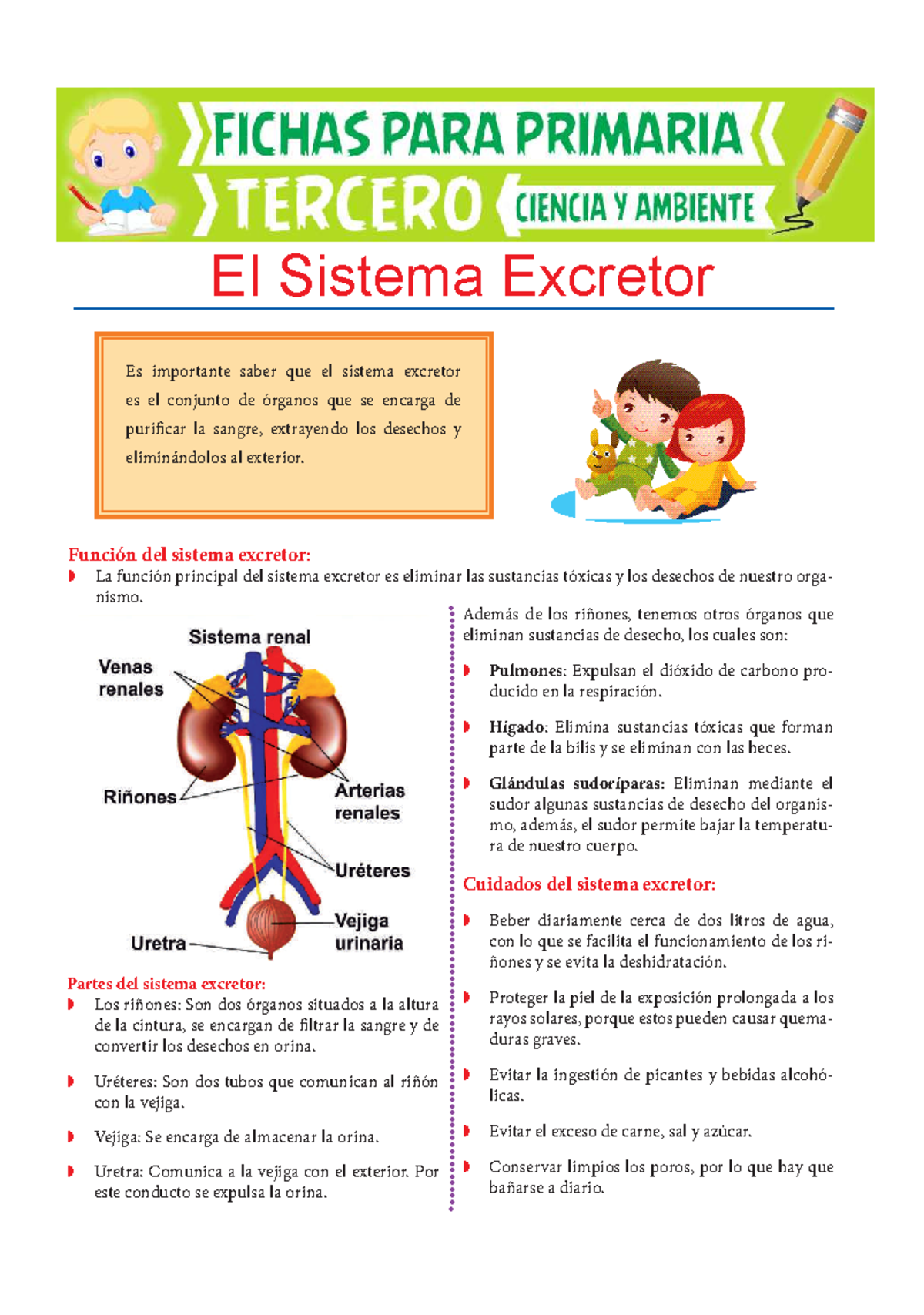 El Sistema Excretor para Tercero de Primaria - Es importante saber que el sistema excretor es el ...