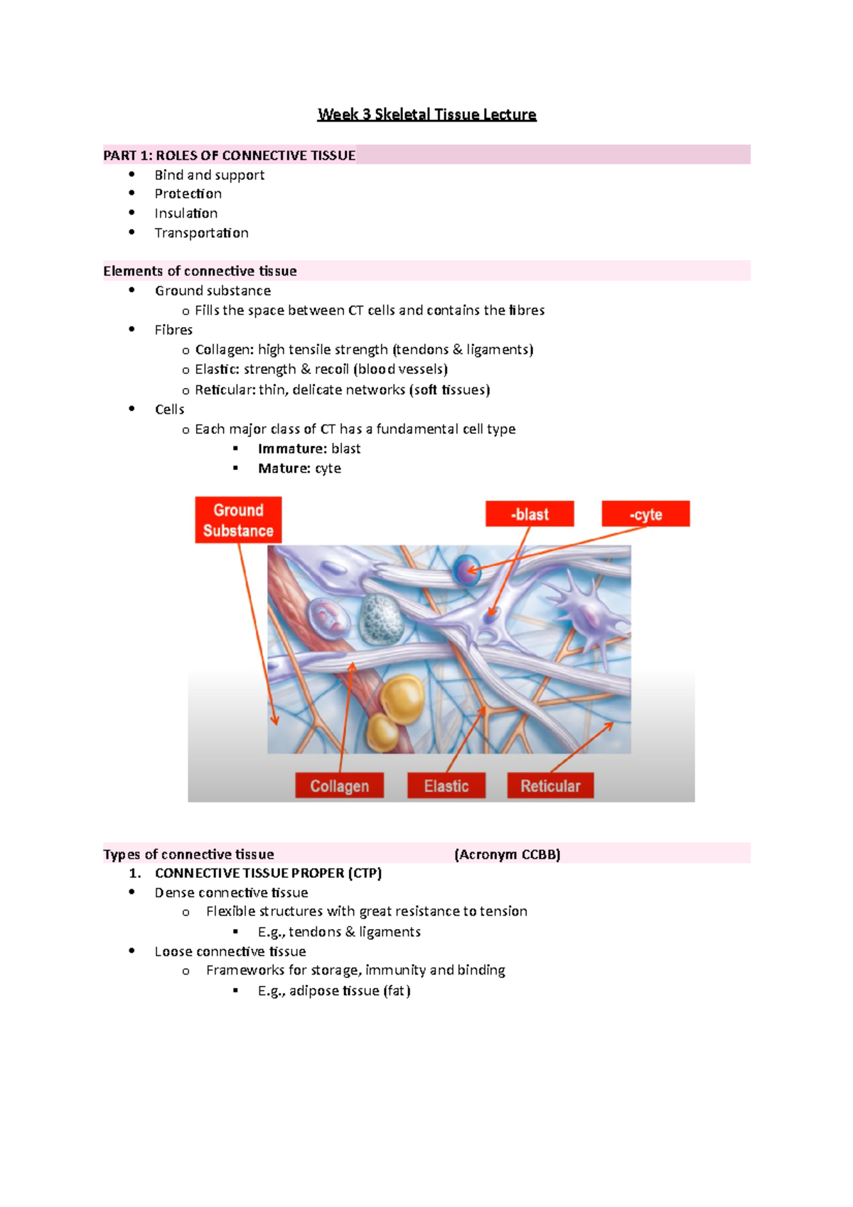 Week 3 Skeletal Tissue Lecture - Week 3 Skeletal Tissue Lecture PART 1 ...
