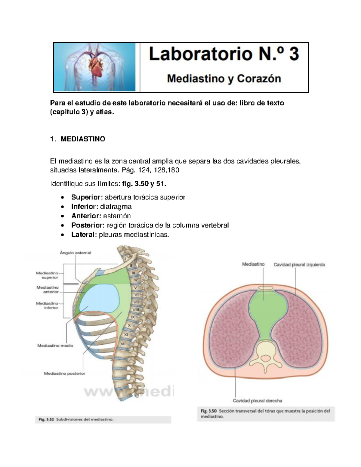 Lab N3 macroanatomia - guia para practico de anatomia de la universidad de el salvador para ...