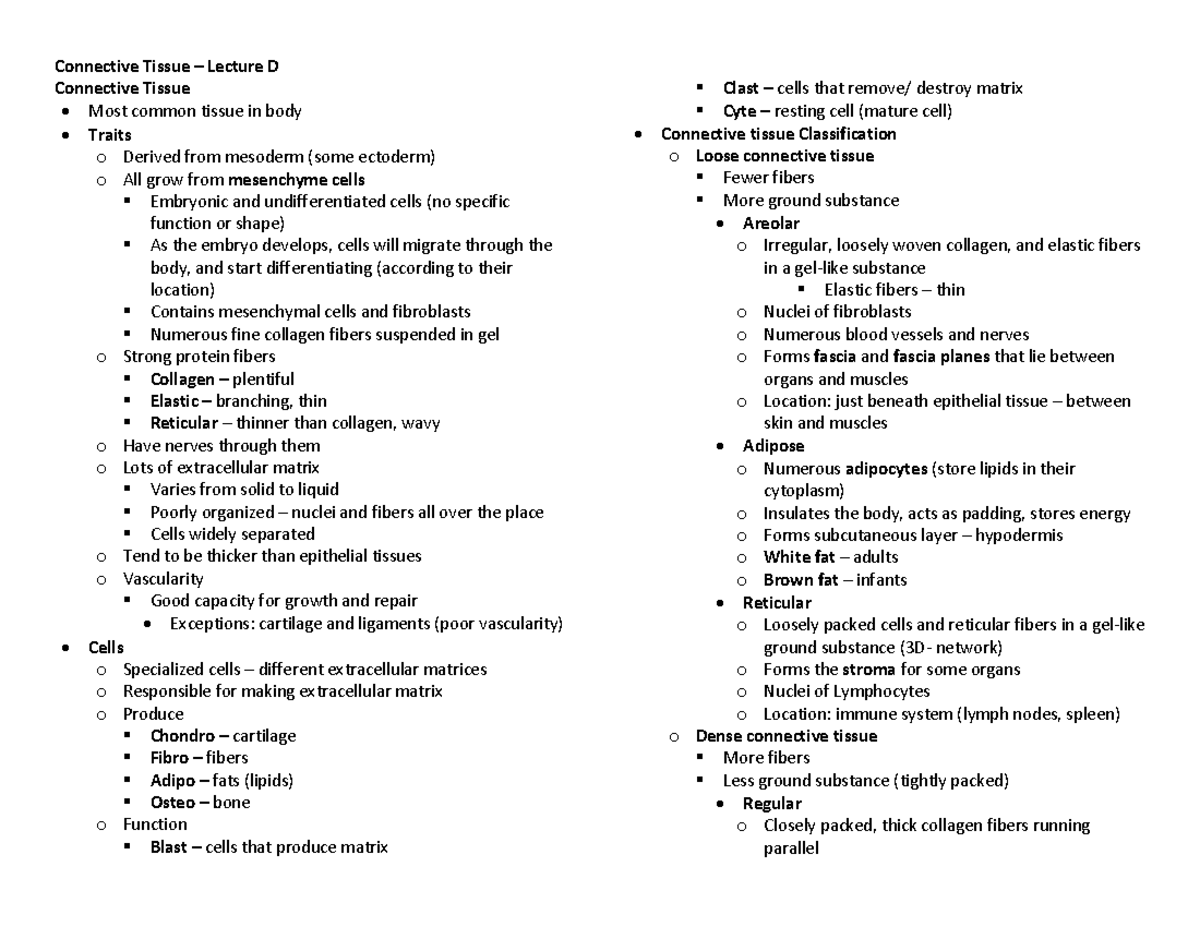 Connective Tissue - Studocu