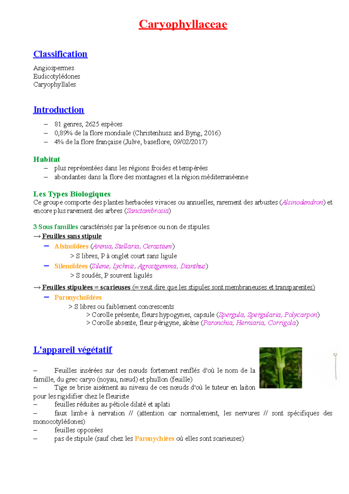 Caryophyllaceae - Caryophyllaceae Classification Angiospermes ...
