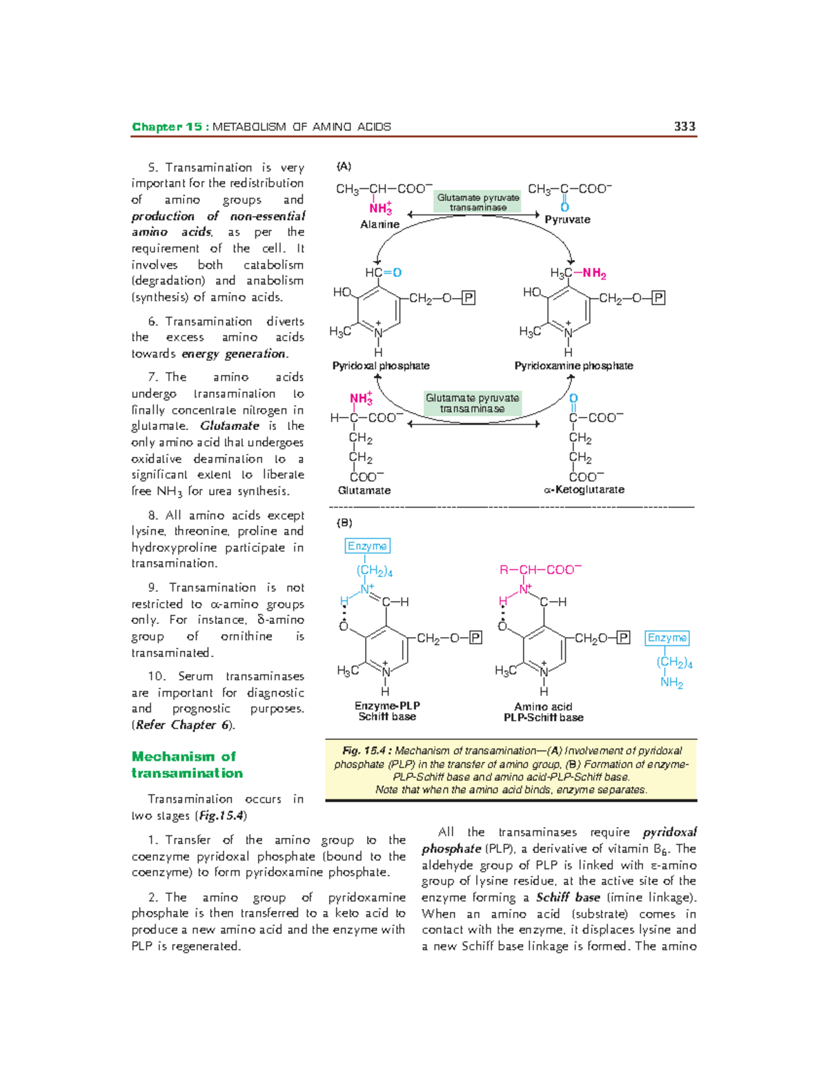 Transamination - notes on transmission - Chapter 15 : METABOLISM OF ...