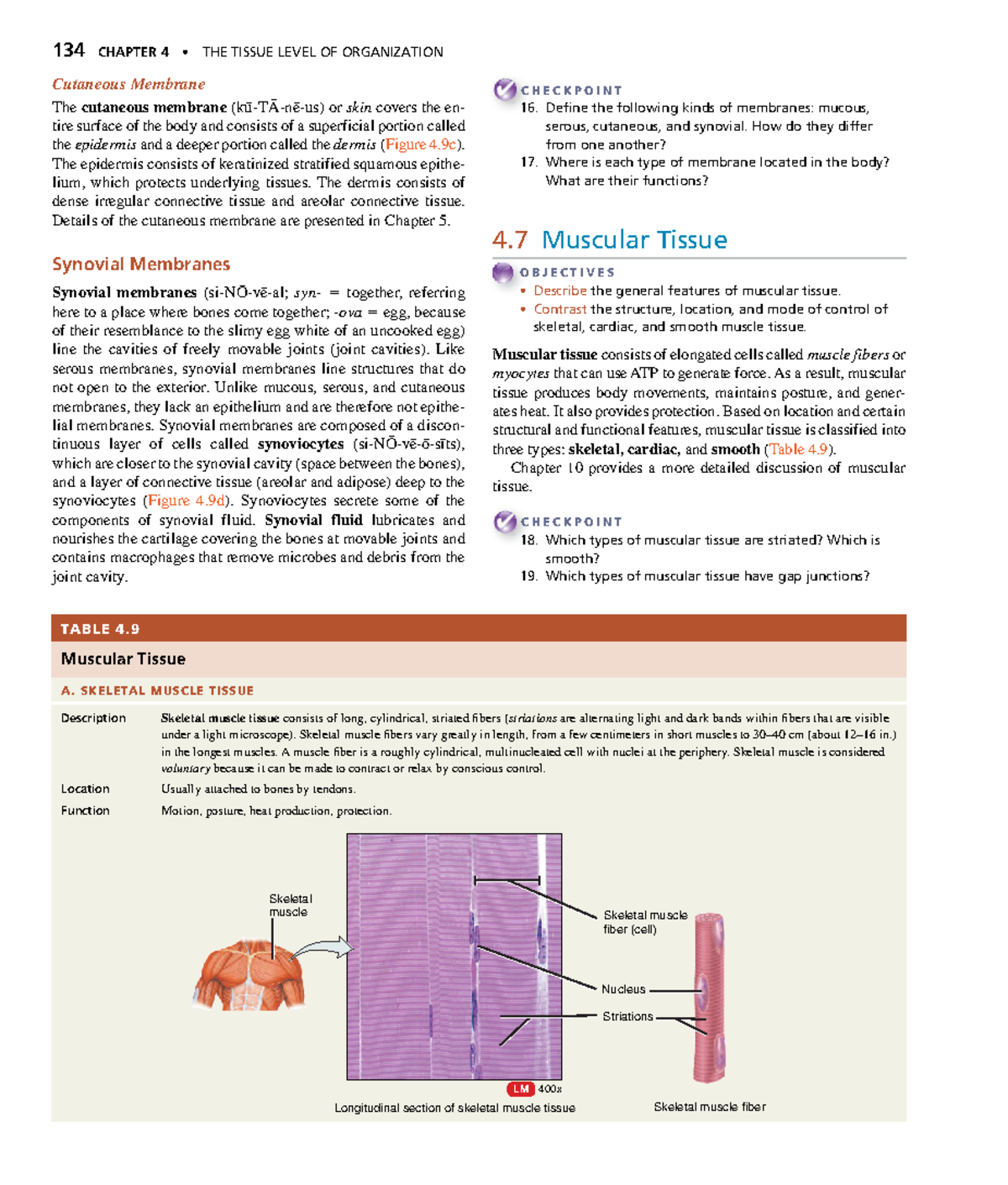 Anatomyand Physiology-56 - 134 CHAPTER 4 • THE TISSUE LEVEL OF ...