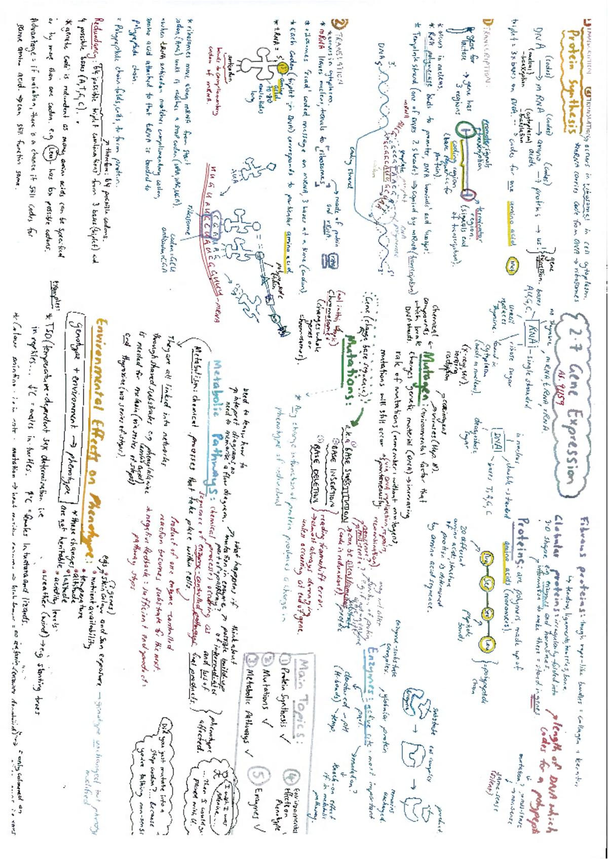 Gene Expression Mind Map - TRANSCRIPTION TRANSLATION occurs in ...