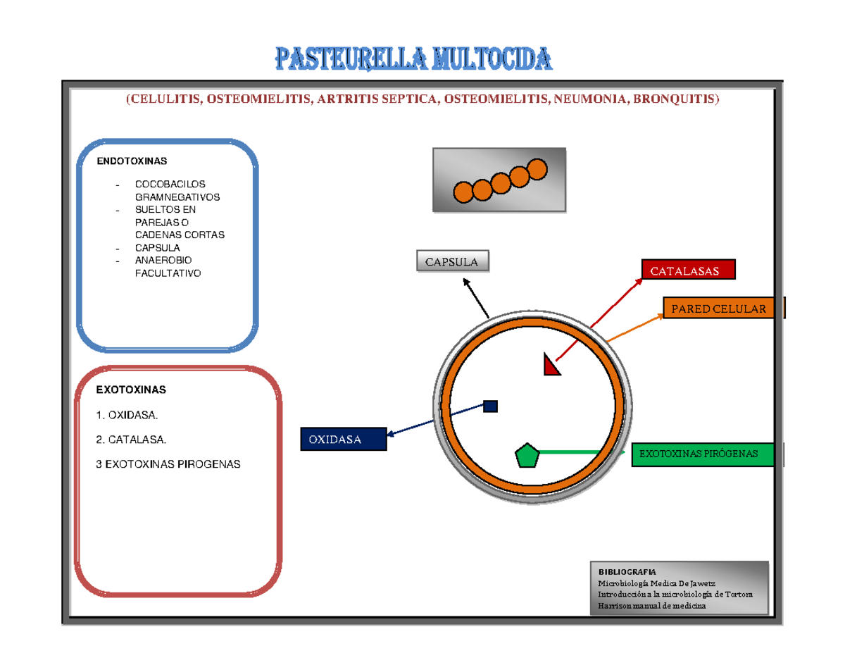 Pasteurella Multocida Analisi Microbiano - (CELULITIS, OSTEOMIELITIS, ARTRITIS SEPTICA, - Studocu