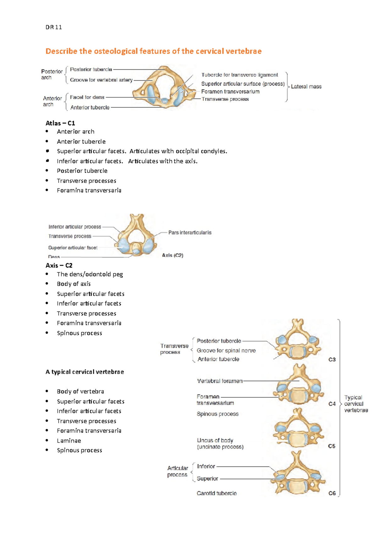 DR 11 Cervical vertebrae - Describe the osteological features of the ...