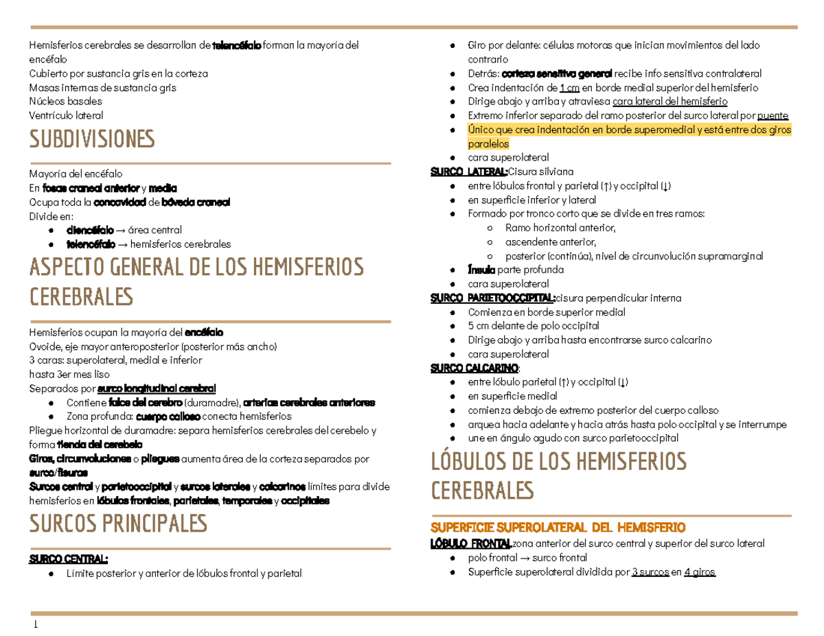 Surcos Y Lóbulos Cerebro - Hemisferios cerebrales se desarrollan de ...