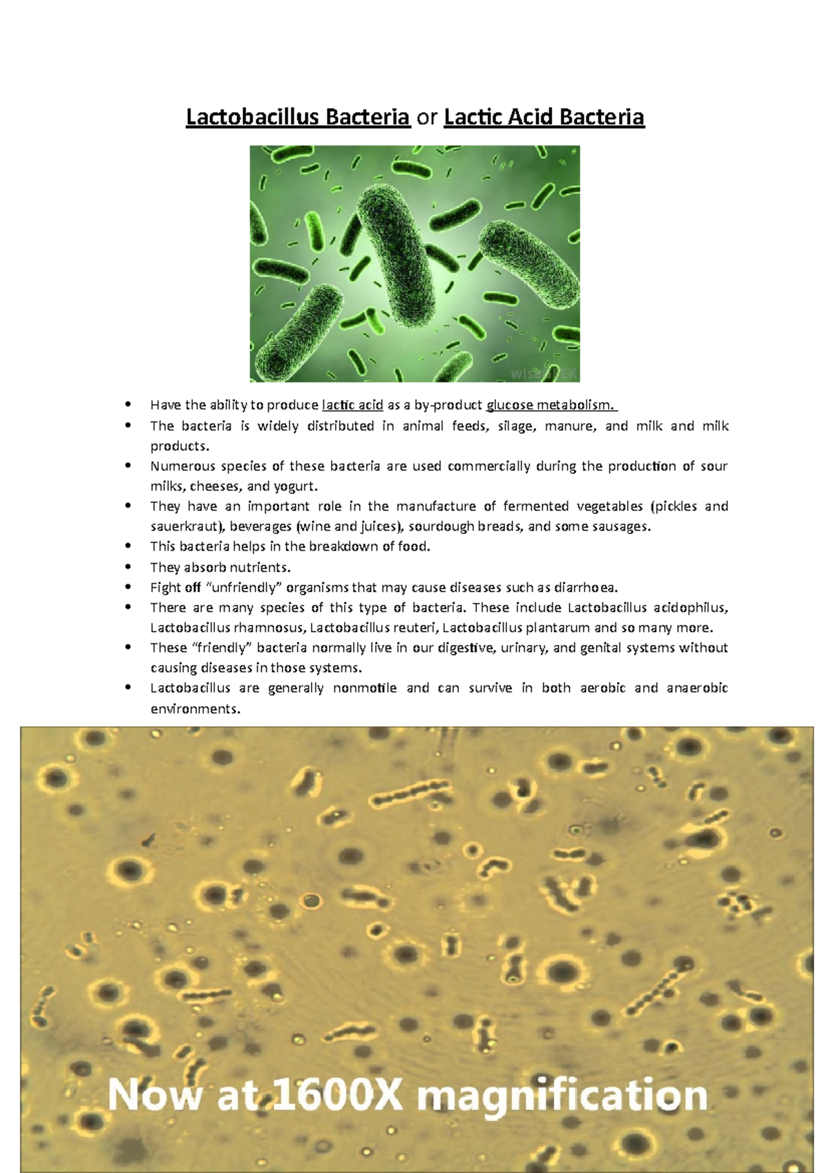 Lactobacillus Bacteria or Lactic Acid Bacteria - The bacteria is widely ...