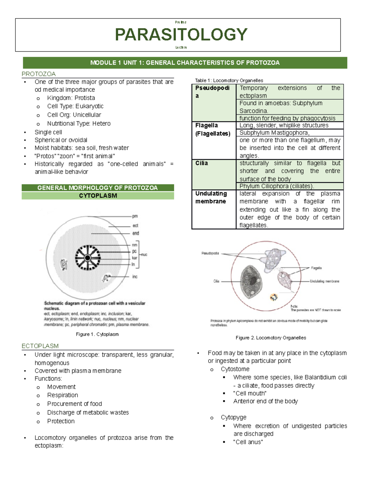 Parasitology - GENERAL CHARACTERISTICS OF PROTOZOA - PROTOZOA One of ...