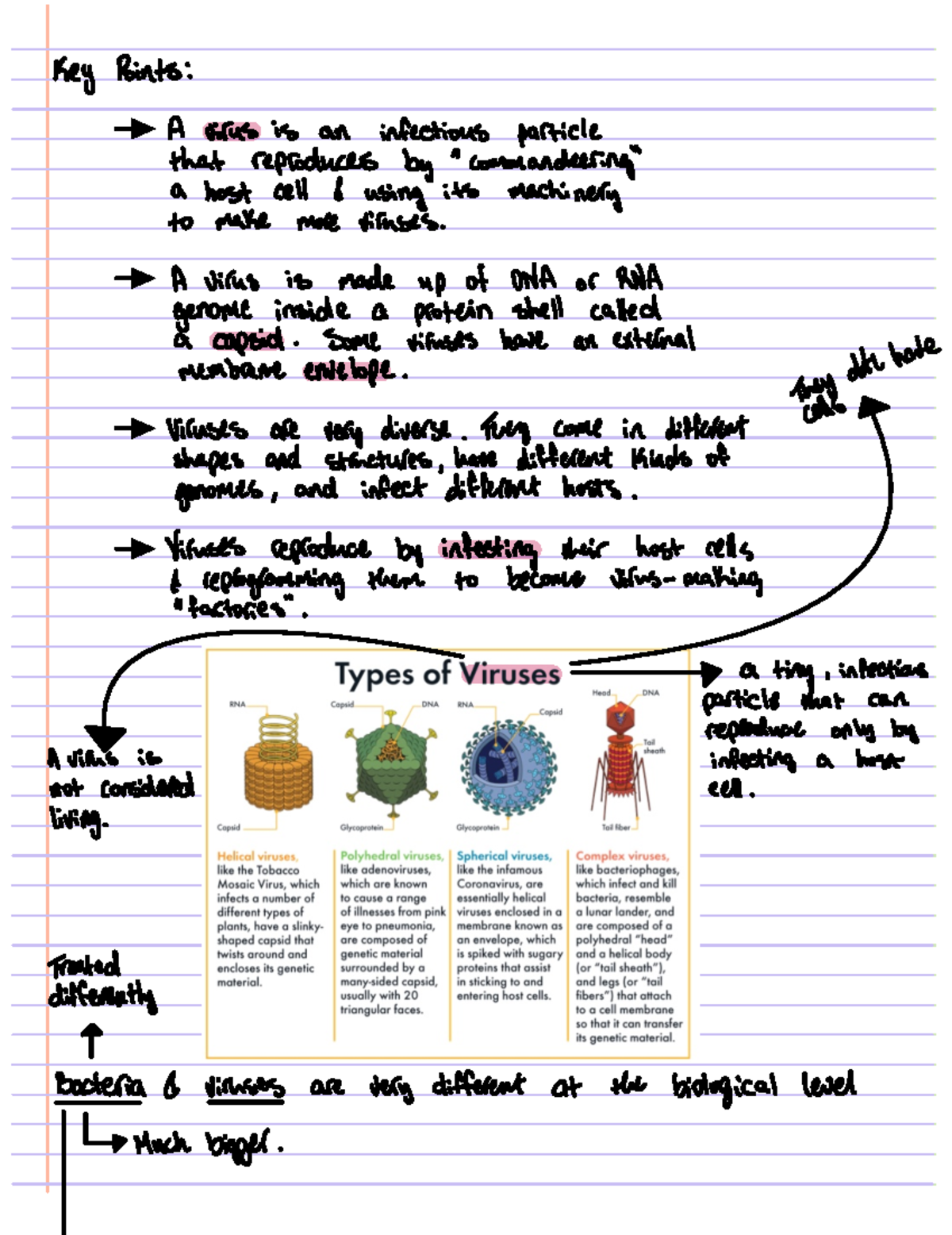 Chapter 21 Viruses - bio 3 - Key Points A virus is an infectious ...