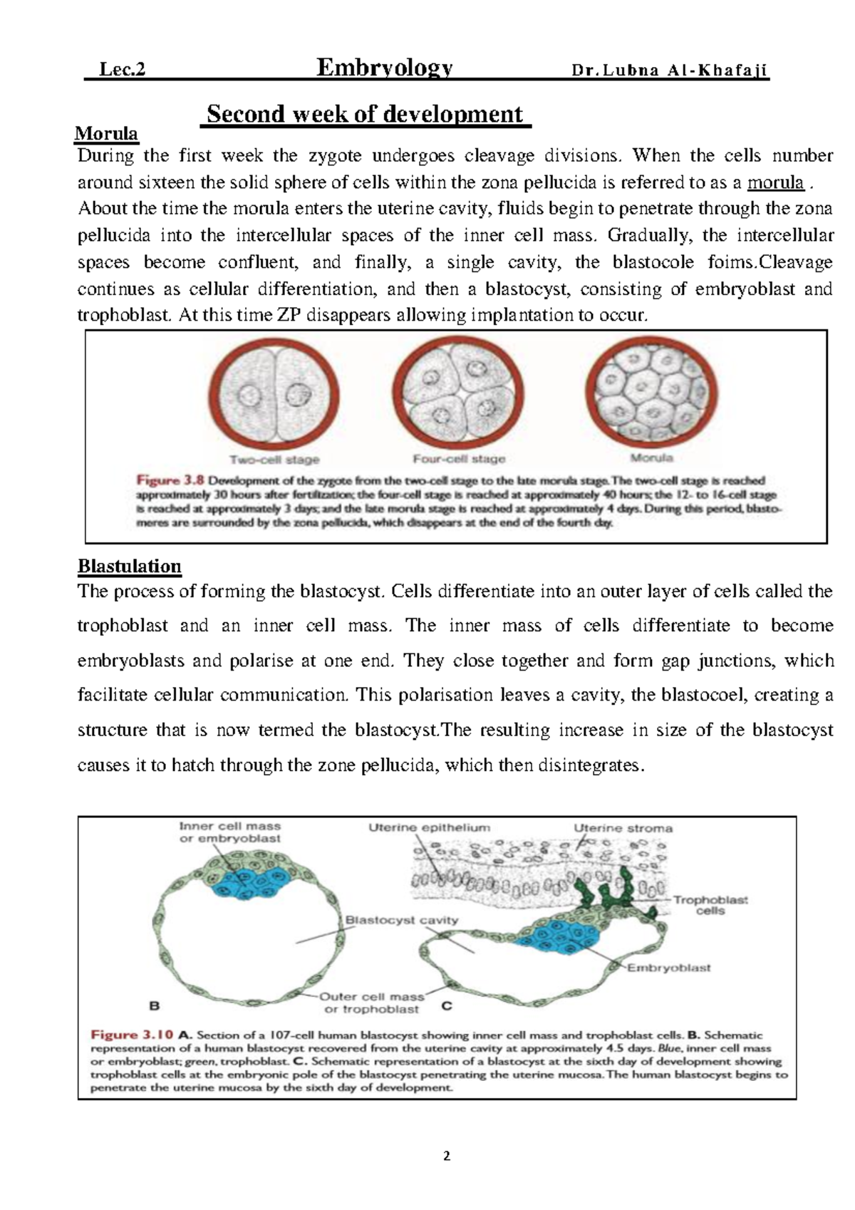 Second week of development - Lec Embryology D r. L u b n a A l - K h a ...