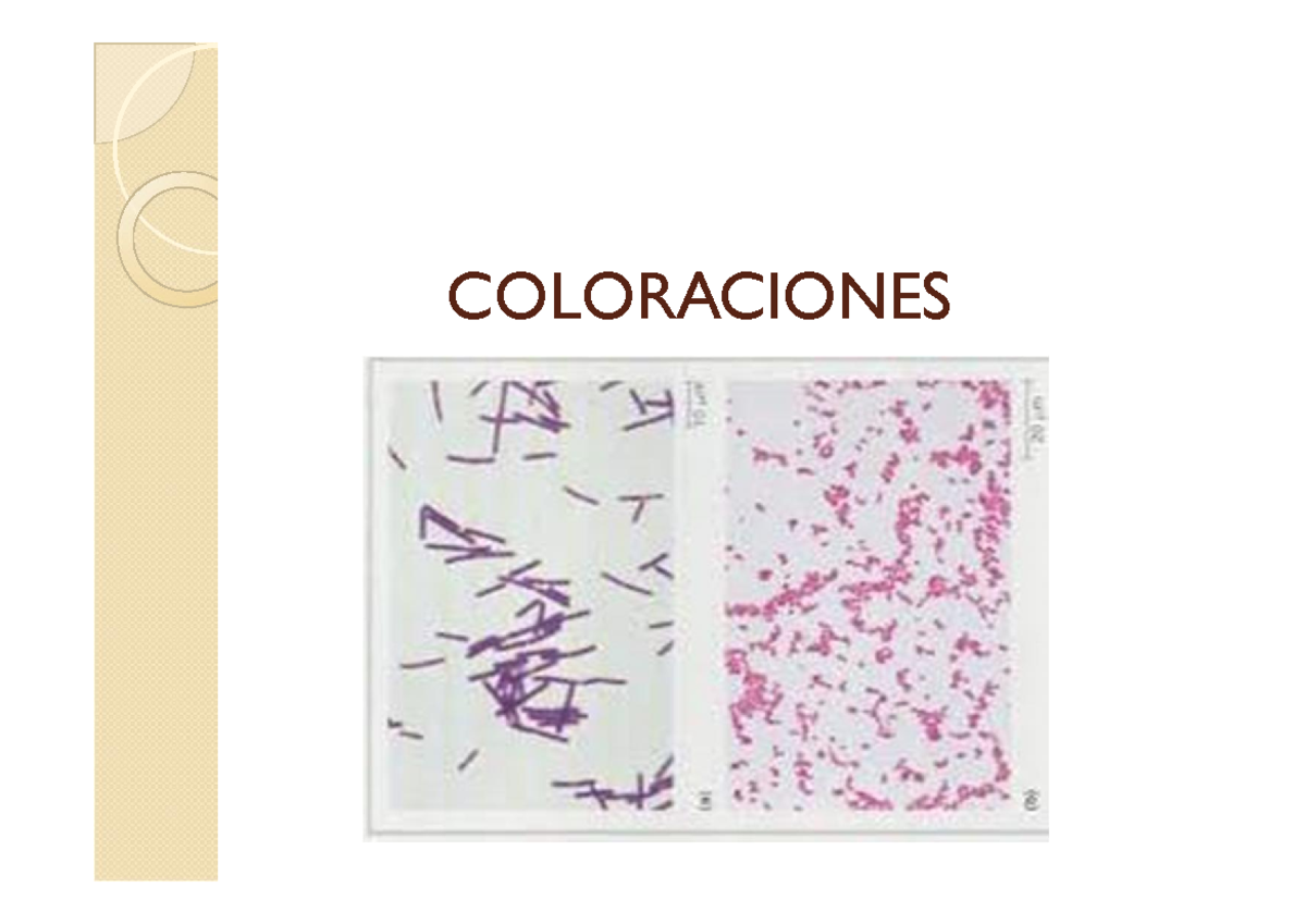 TP Coloraciones - informacion - COLORACIONES En general, las bacterias ...