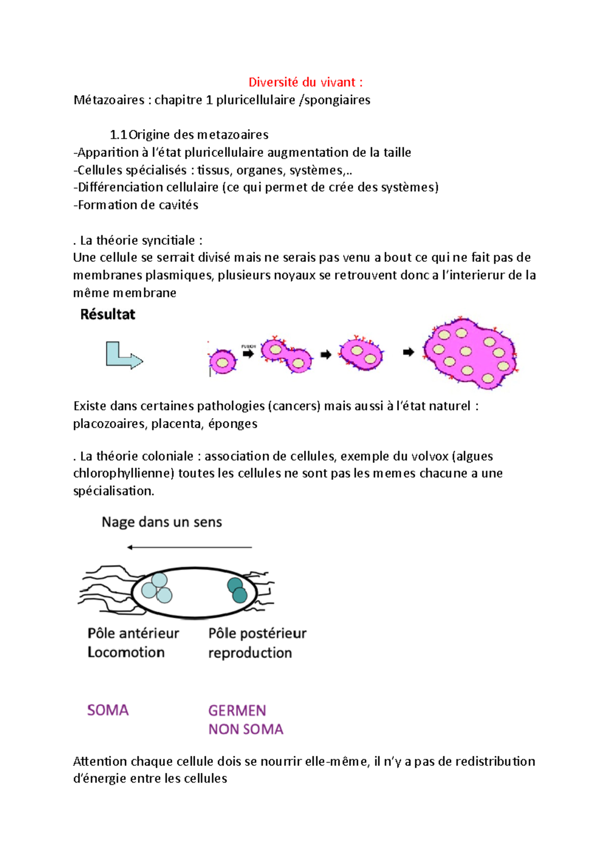 Diversité du vivant 1 (métazoaires) - Diversité du vivant : Métazoaires ...